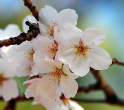 Clinic – Michelle Richecoeur